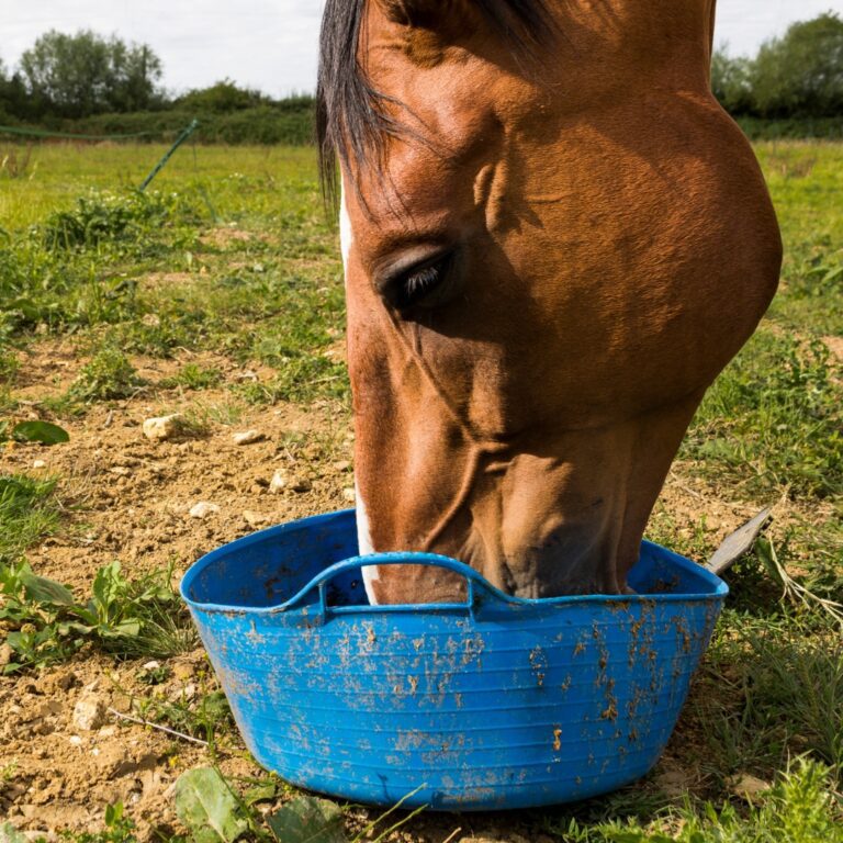 Different Types of Commercial Feeds - Balanced Bay Nutrition