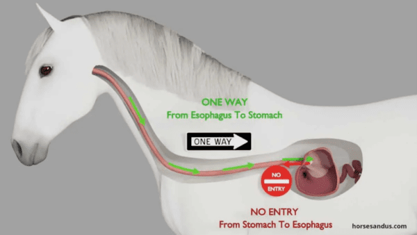 Equine Digestive Anatomy: The Pharynx & Esophagus - Balanced Bay Nutrition