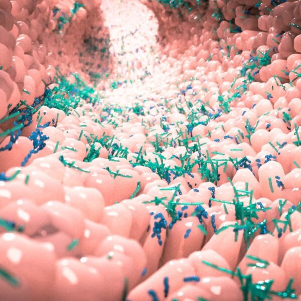 The Equine Microbiome & Hindgut Fermentation - Balanced Bay Nutrition