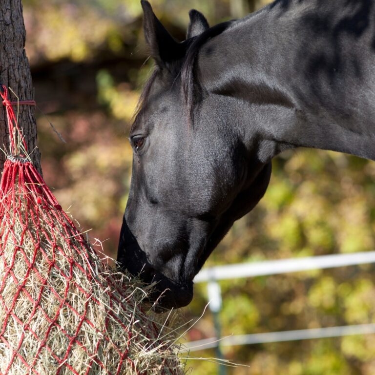 Hay Nets and Slow Feeders - Balanced Bay Nutrition