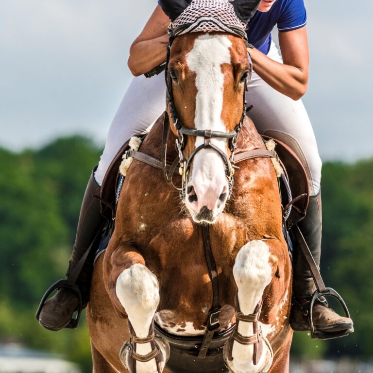 Protein Excess & Deficiency in Horses - Balanced Bay Nutrition