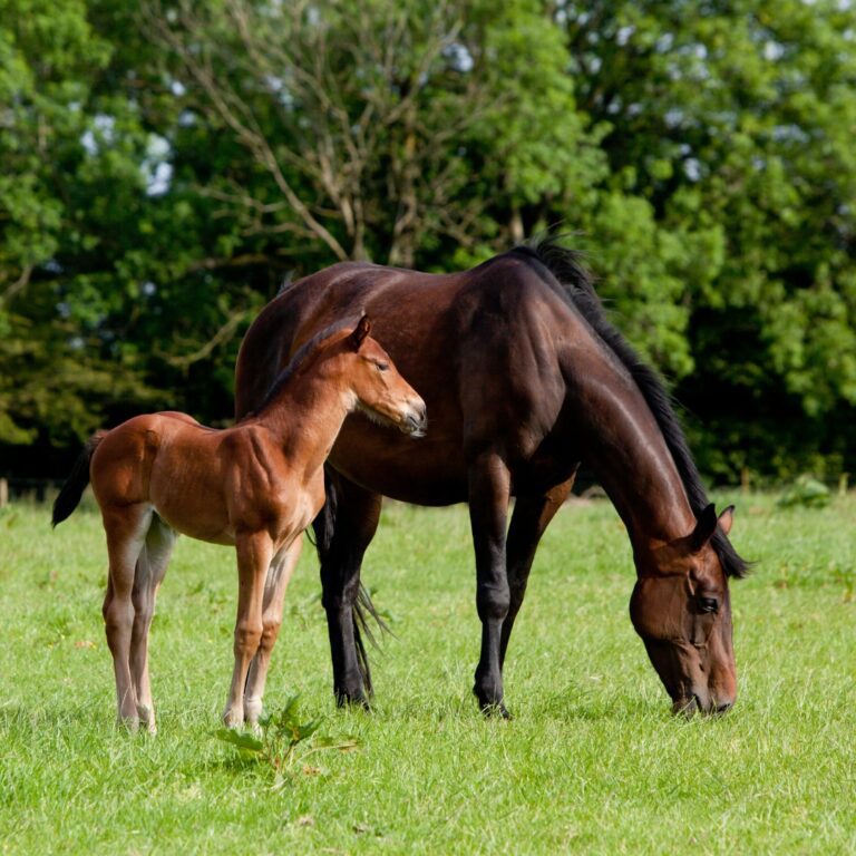 Protein Requirements in Horses - Balanced Bay Nutrition